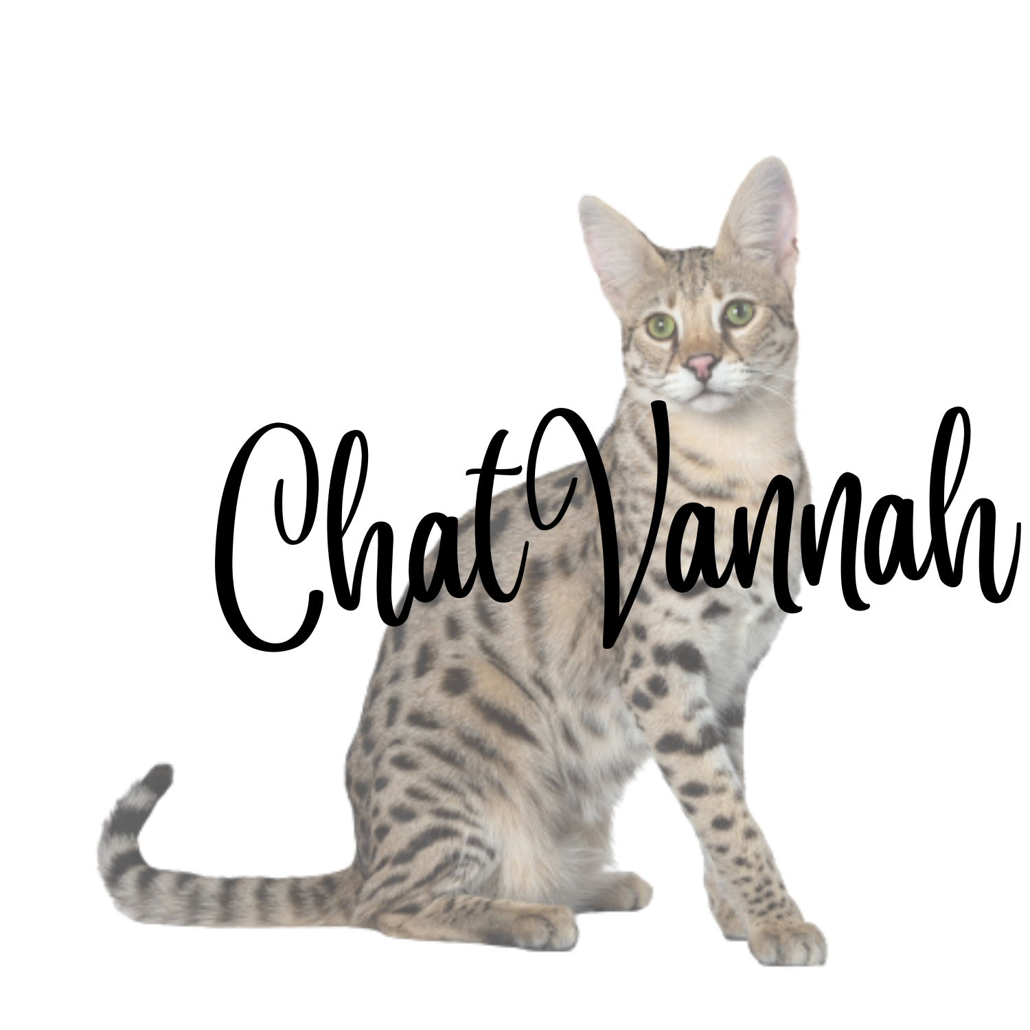 Les Différentes Races de Chats et leurs Caractéristiques